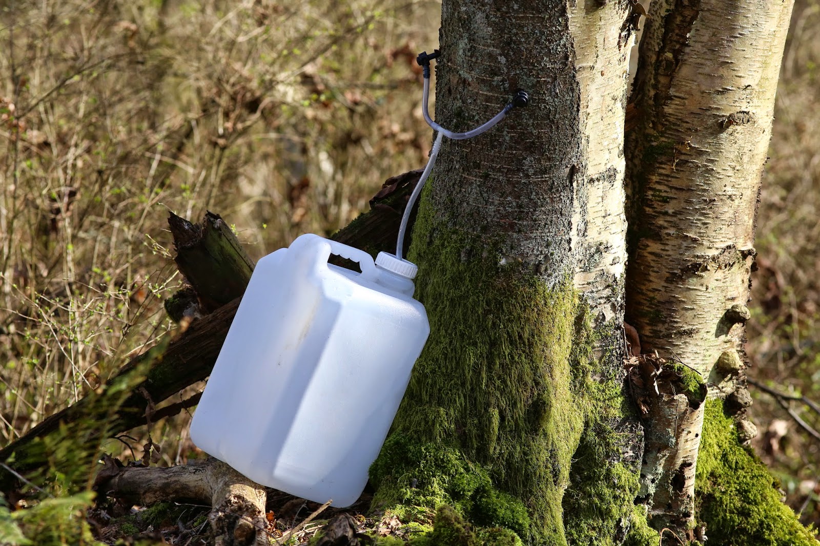 Wild Harvests: March 2015