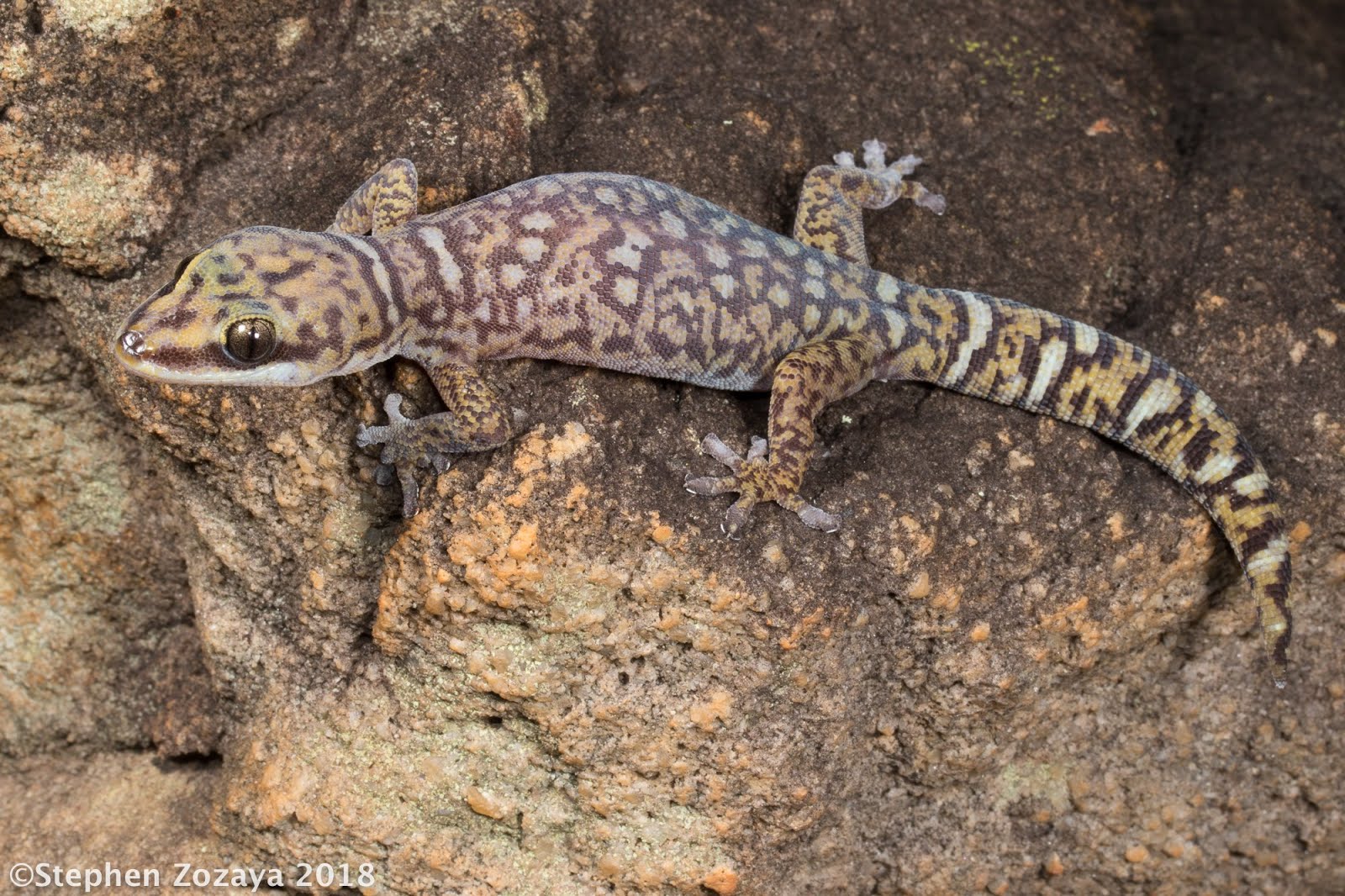 Species New to Science: [Herpetology • 2019] Oedura elegans, O. picta ...