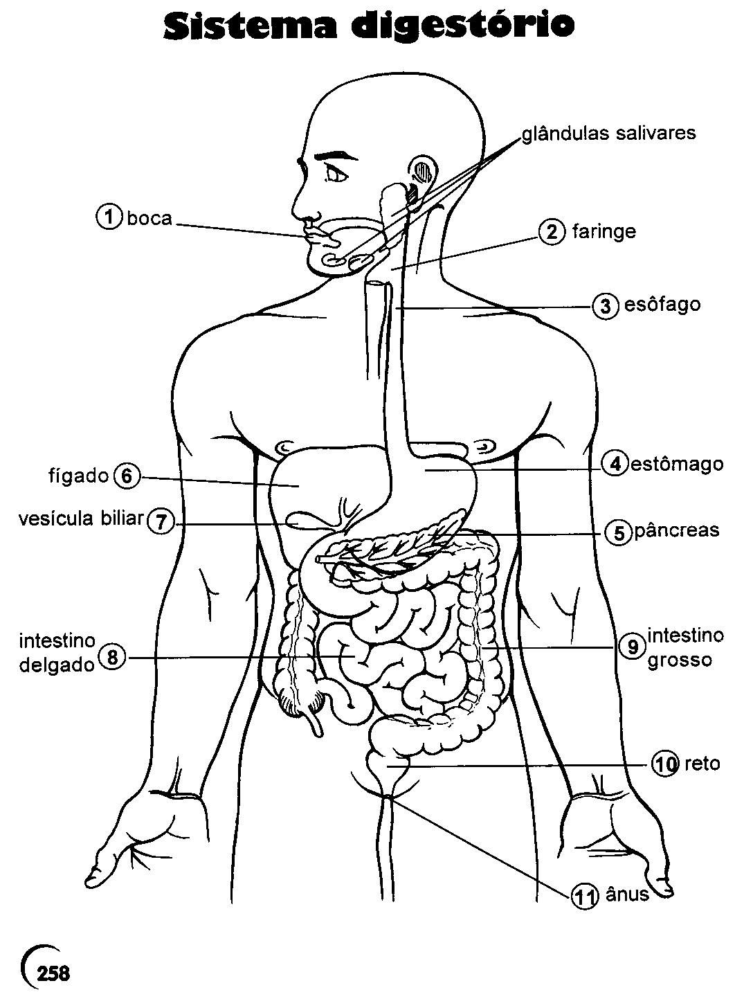 Atividades Sobre Os Sistemas Do Corpo Humano - FDPLEARN