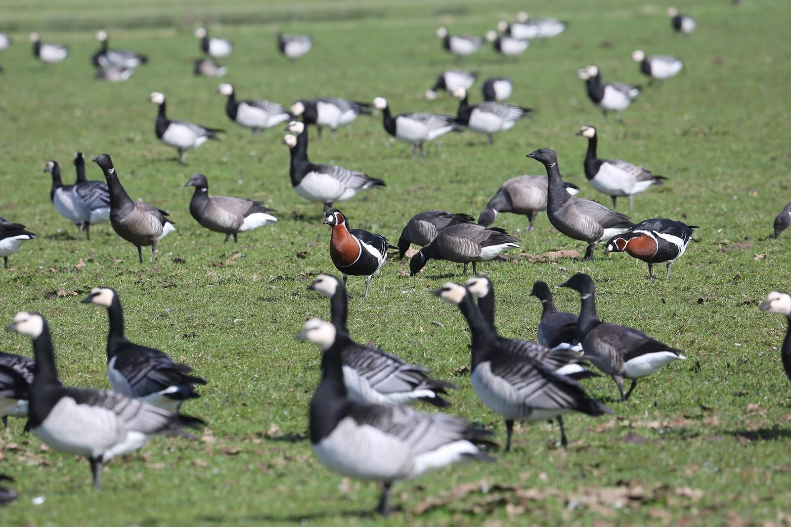 Peter De Craene Natuurfotografie: Roodhalsgans in Ameland