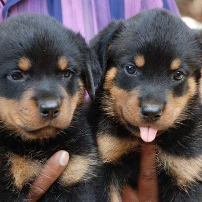 Secrets to Dog Training