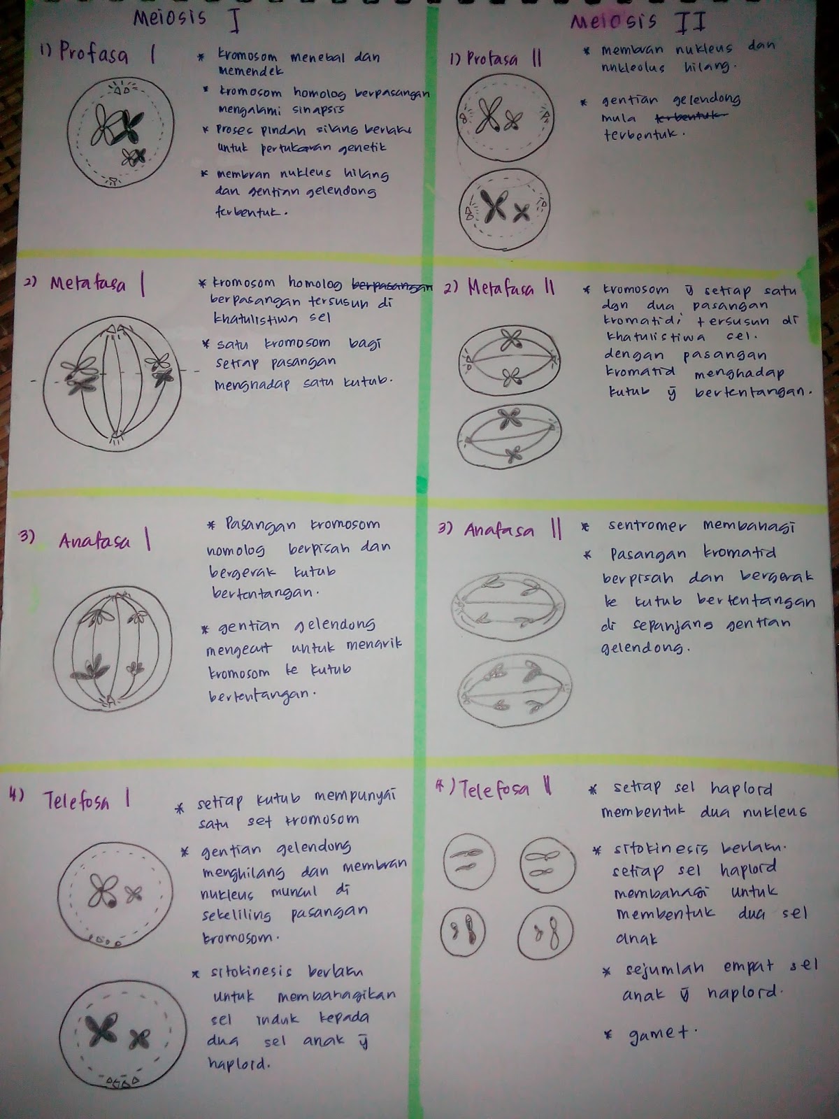 BIOLOGY SKETCH NOTES