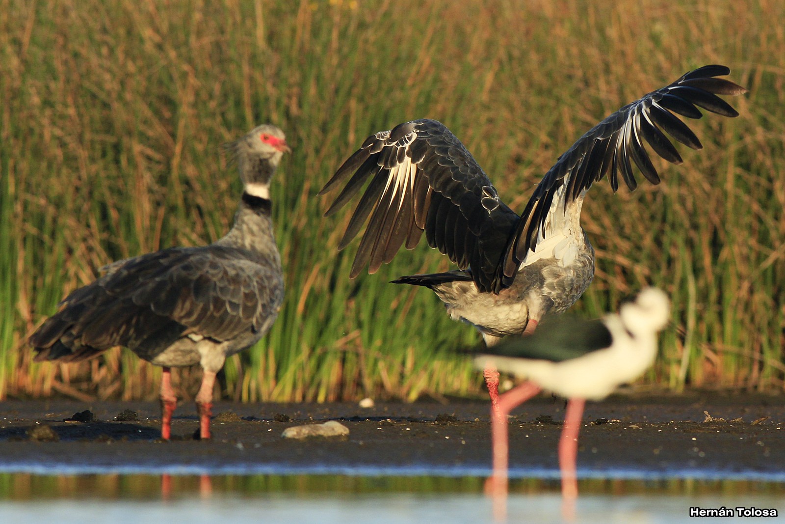 Aves de Argentina: Chajáes en el barro