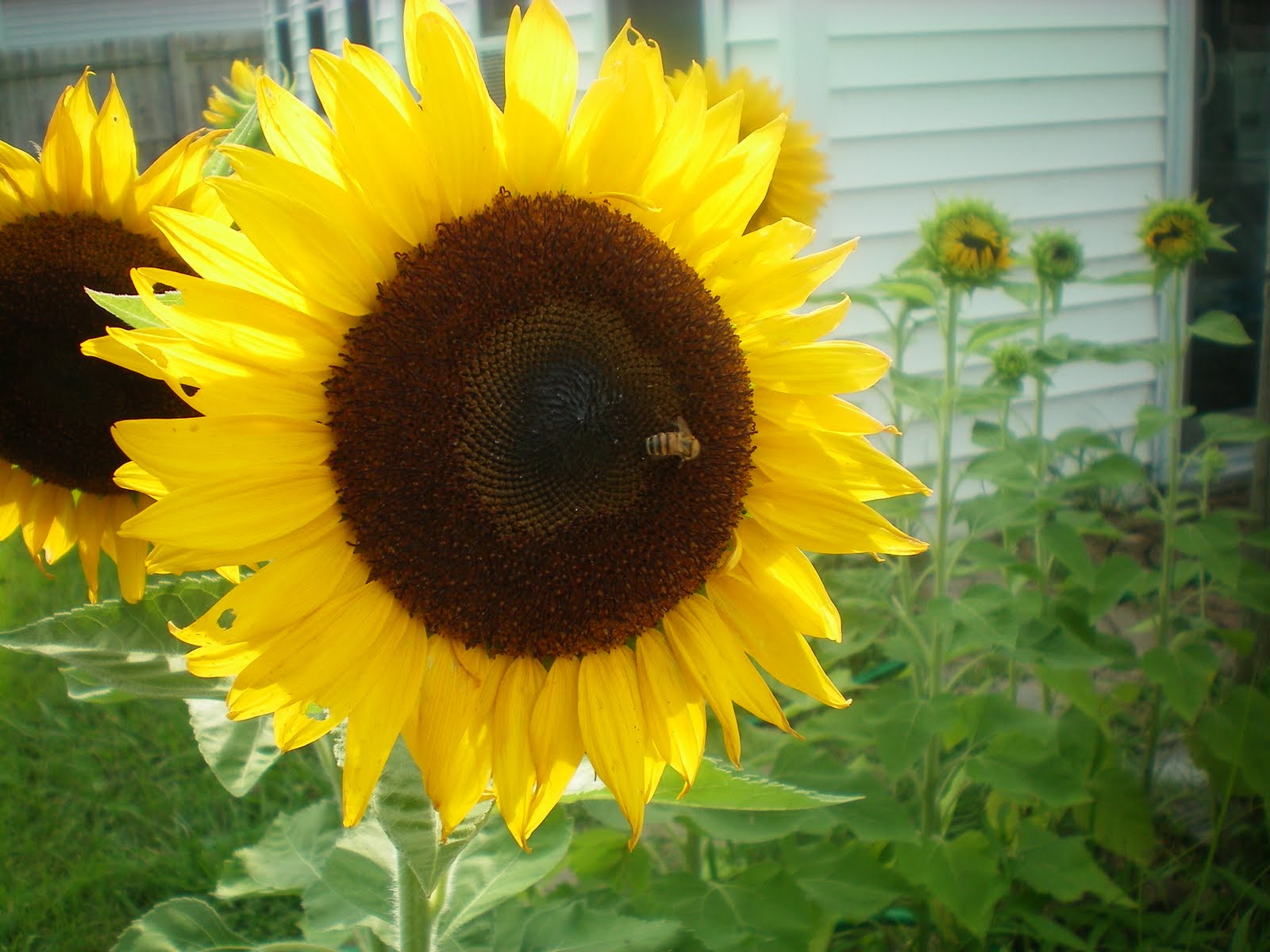 Jeszie: wordless wednesday ~ sunflowers