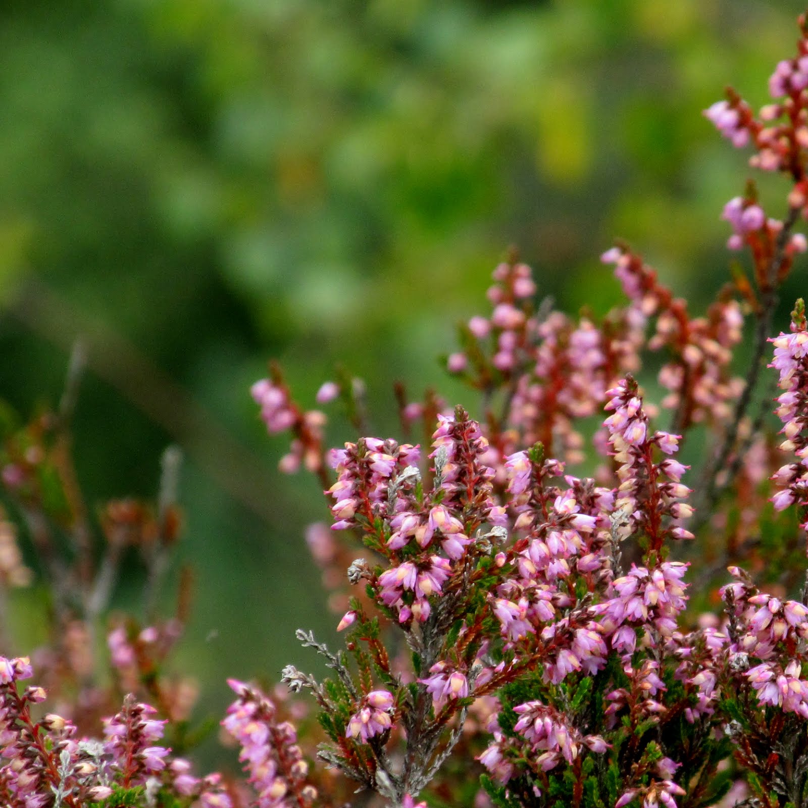 Draussen: Heidekraut
