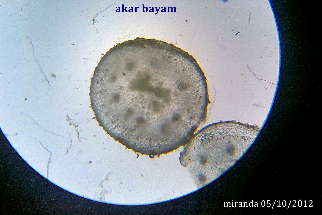 Miranda Simatupang: Hasil Pengamatan Jaringan