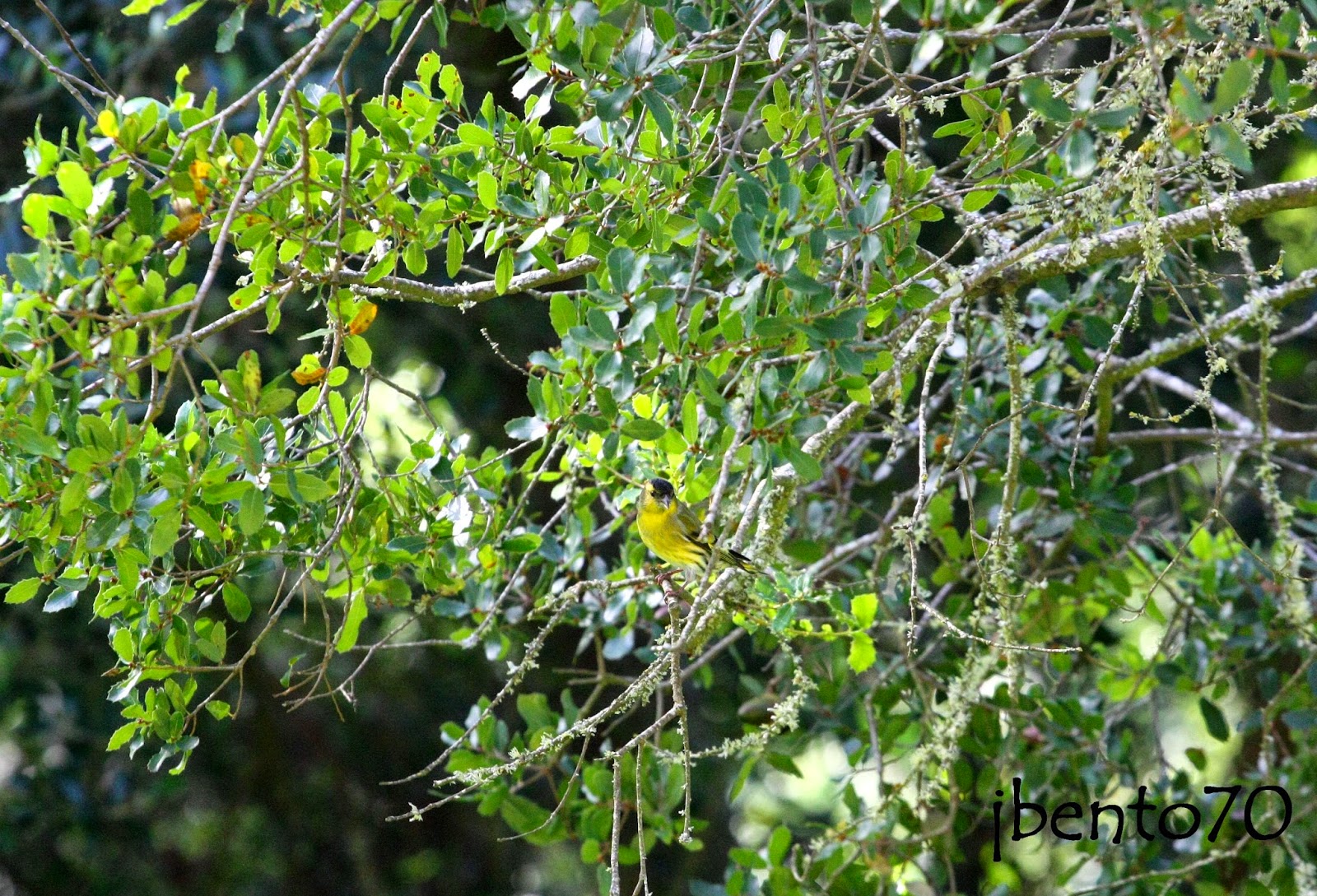 Birding Cascais: Lugre / Eurasian Siskin (Carduelis spinus) no Parque ...