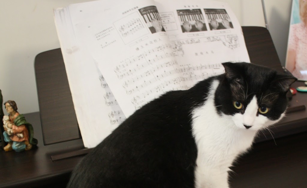 paper bag & string: Celebrating the Life of Ketzel, Famous Piano ...