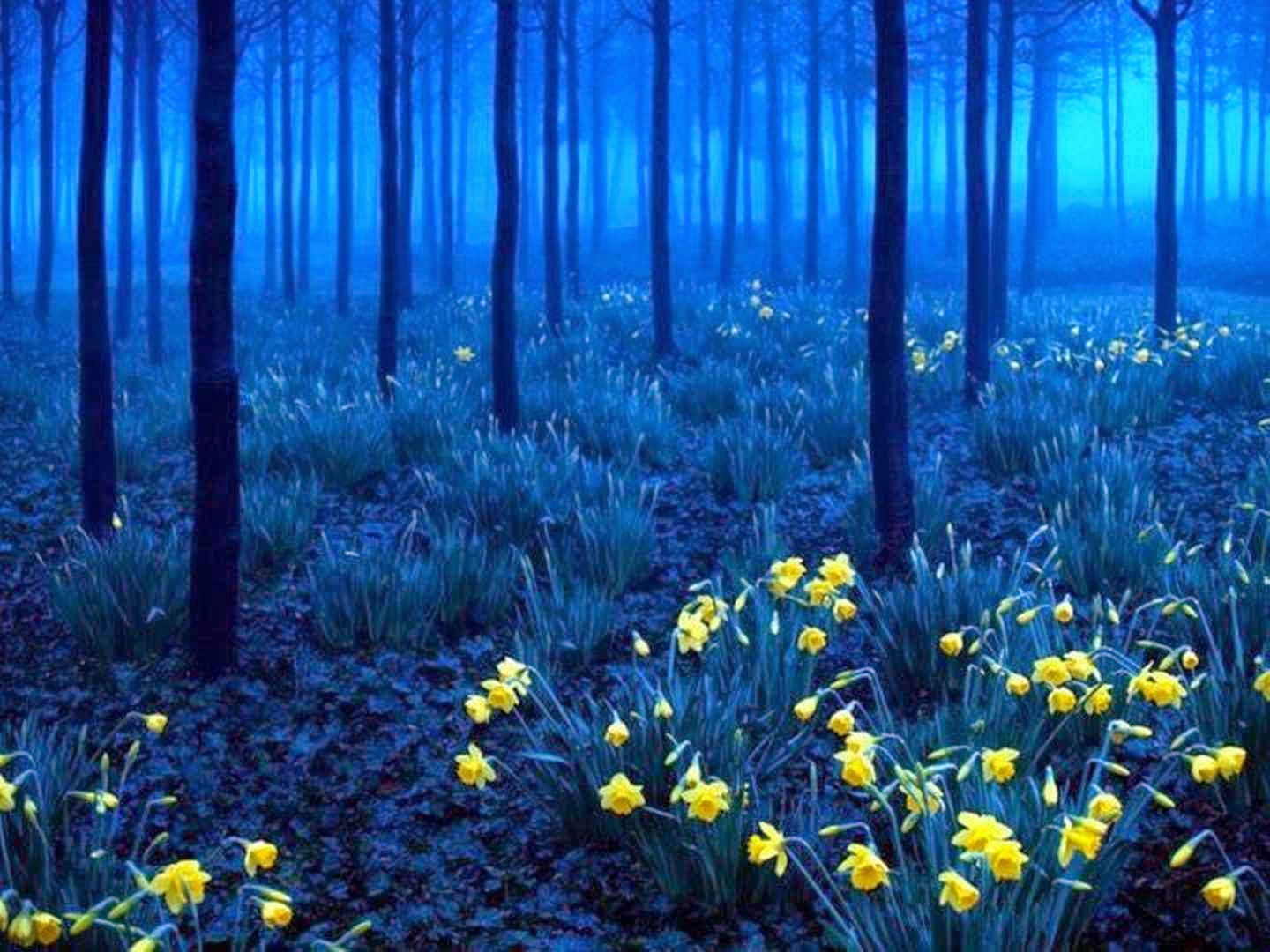 Las Fotos Mas Alucinantes: bosque negro, alemania