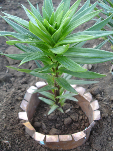 B&D Lilies Garden Blog: How to Control Slugs in your Lily Bulb Garden