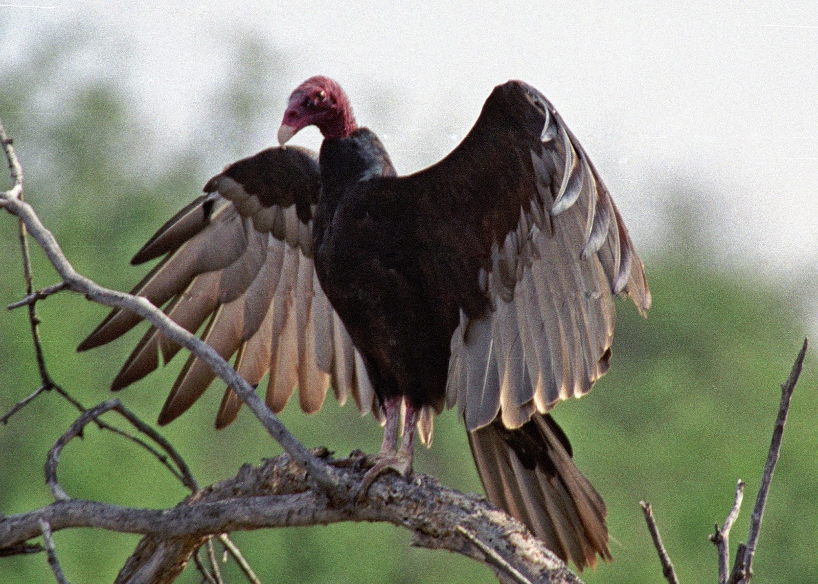 The Azure Gate: The Under-appreciated Turkey VultureTurk