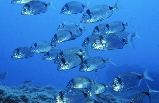 La saga dei saraghi: Tre saraghi in fuga - FondaliCampania