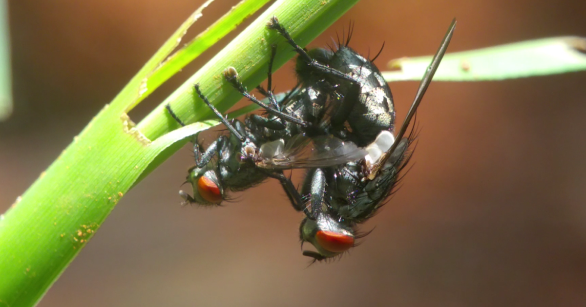 Nature Magnified: Carrion flies mating