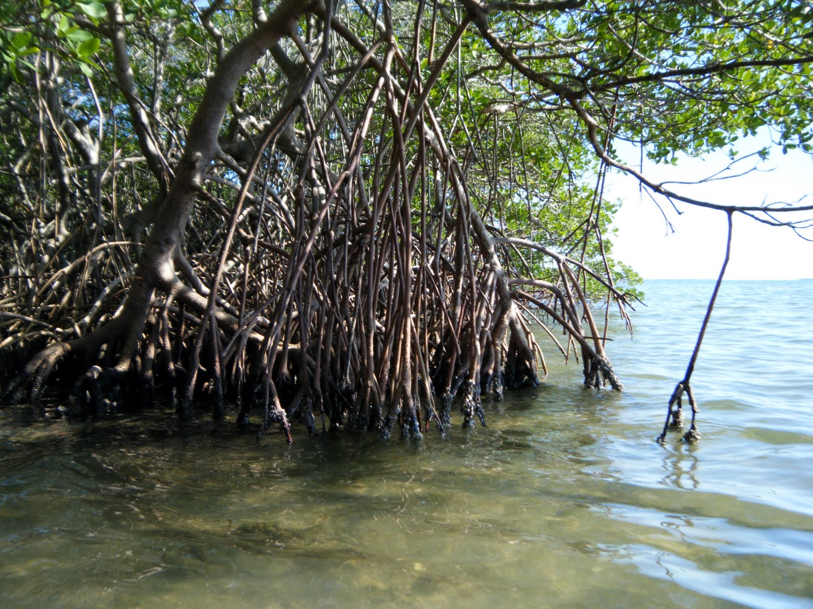 Field Notes and Photos: Mangroves: Southwest Florida's Coastal Treasure