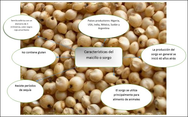 Contabilidad Agropecuaria UTEC, Lic. Oscar Melgar: Cultivo del maicillo ...