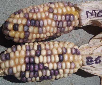 The Food Garden Group Blog: The Wonderful World of Traditional Corns