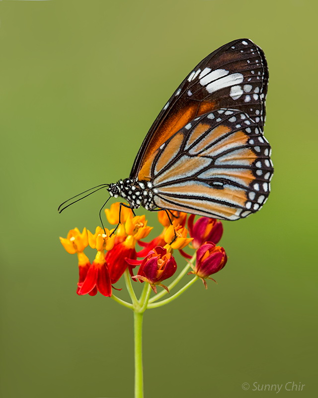 Butterflies of Singapore: Random Gallery - Common Tiger