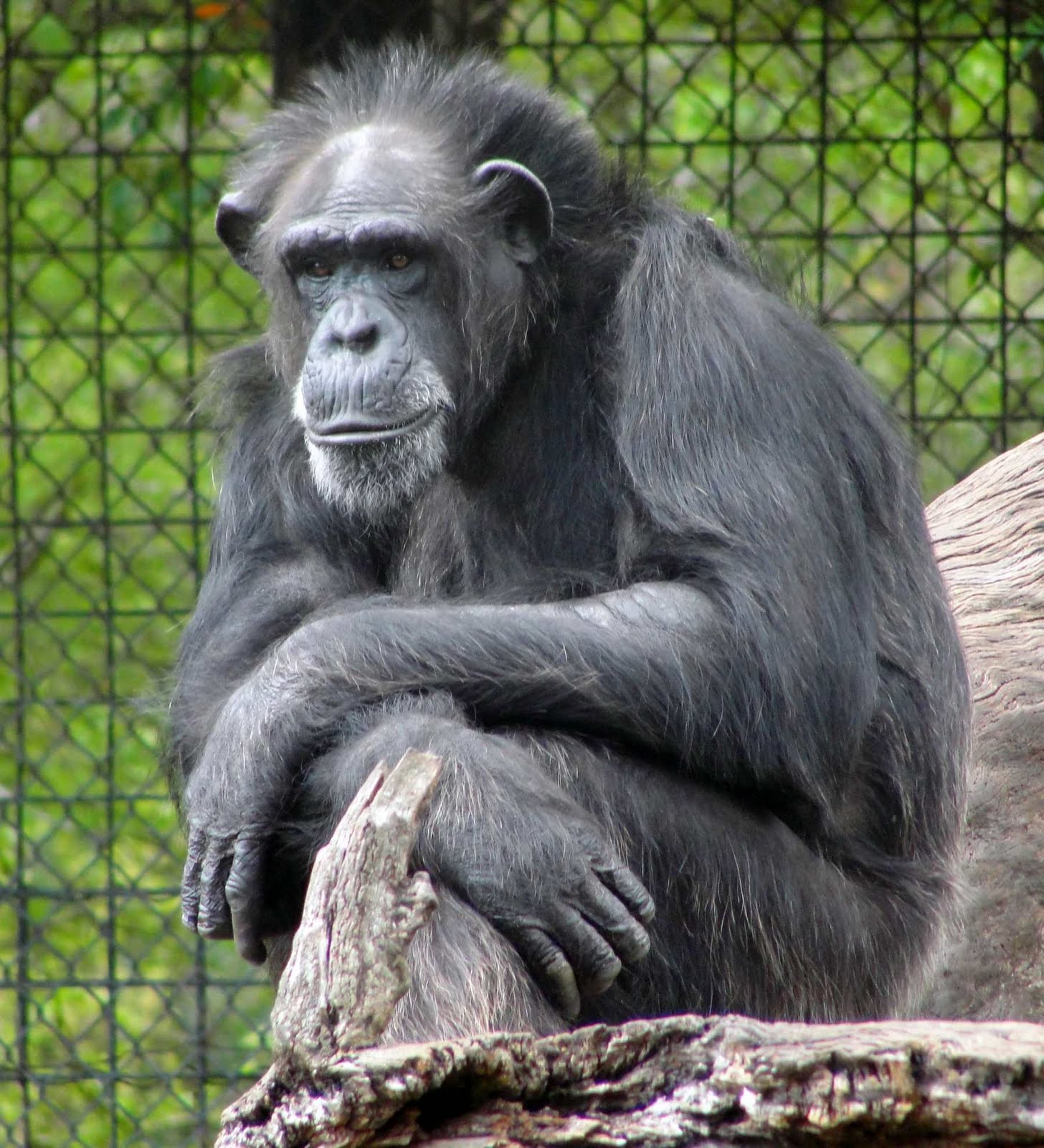 The Secret Pepper Society: Seriously Sick