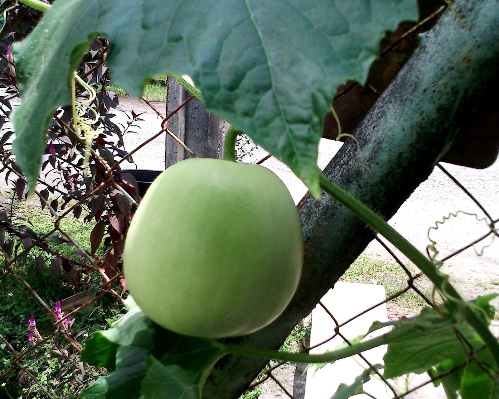 Semanis Epal Hijau..***: Labu Air