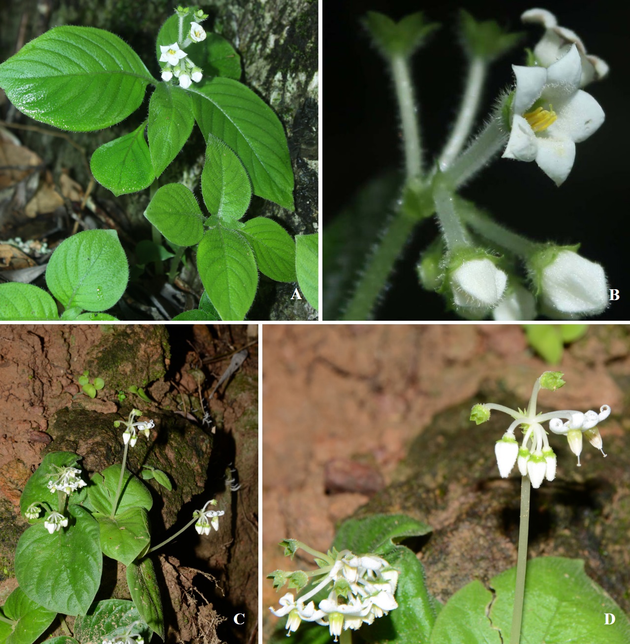 Species New to Science: [Botany • 2019] Notes on the Genus Argostemma ...