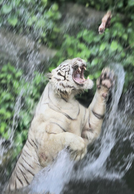 Breeze Me: Photo of the Day: White Tiger Eating