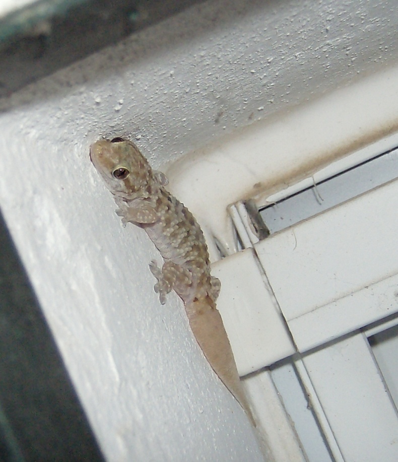 Den of the Lizard King: My Mother's House Geckos