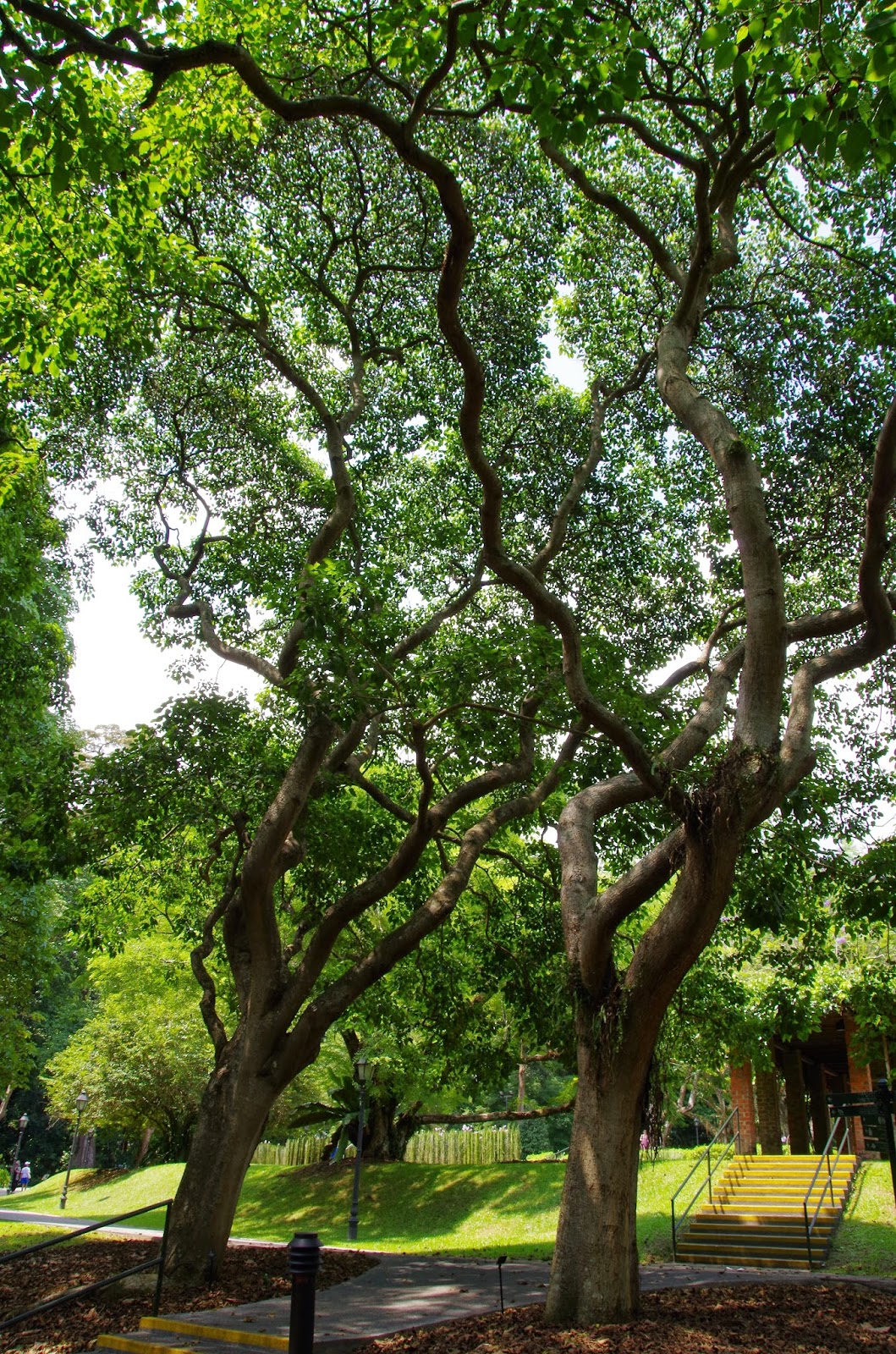 Trees and Plants: Sandbox Tree; Pin Wheel Tree (Hura Crepitans)