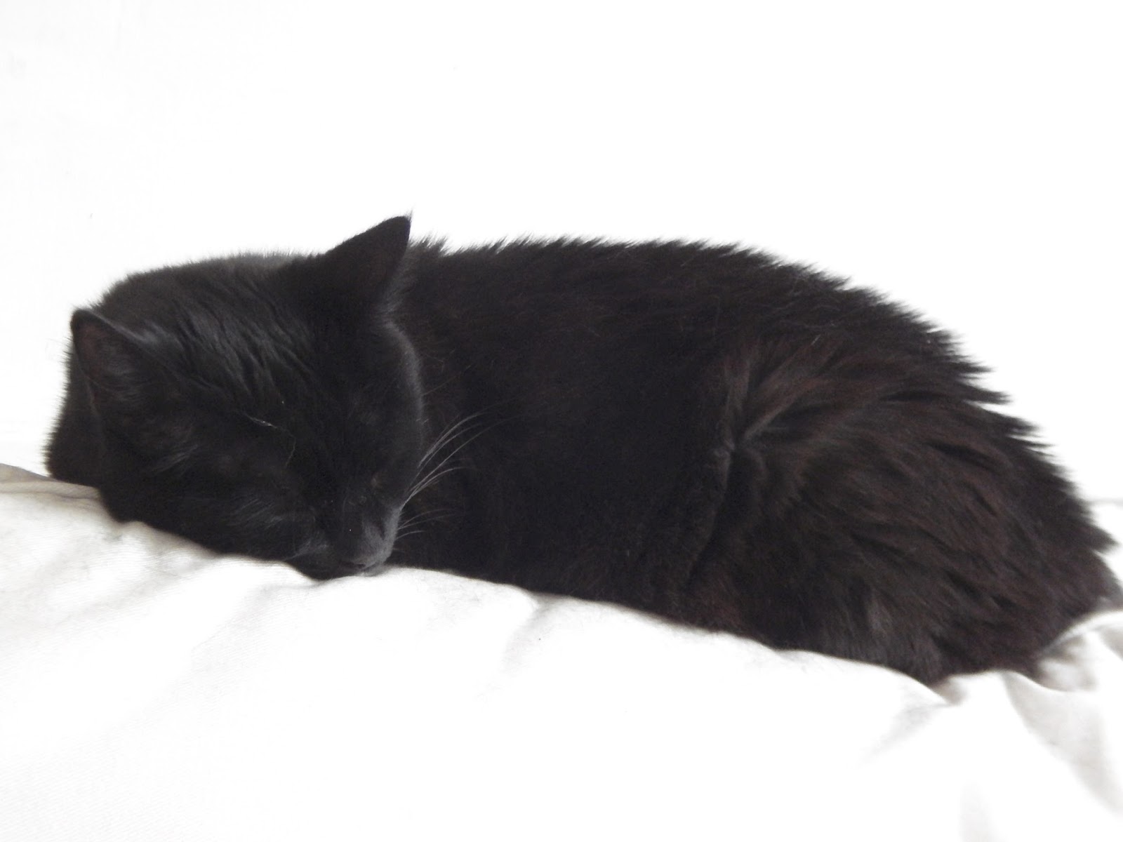 Someone, Somewhere: 15 Facts About Missy Cat