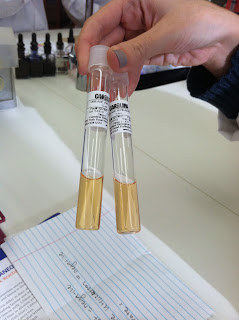 Rose & Lindsey's Medical Microbiology Blog: Urea Hydrolysis Test