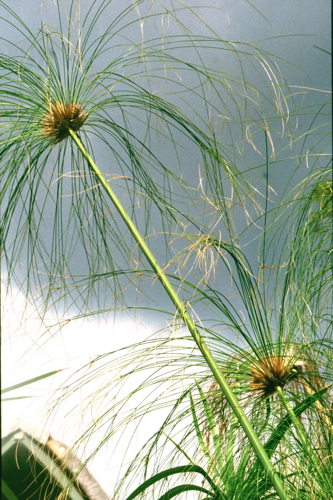 Botany Professor: The Invention and Reinvention of Trees