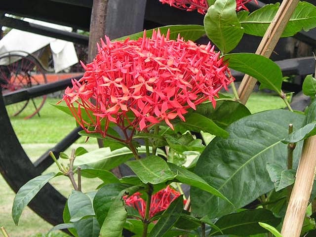 Kinh nghiệm ghép cây Hoa Trang | TrồngRauBanCông.vn