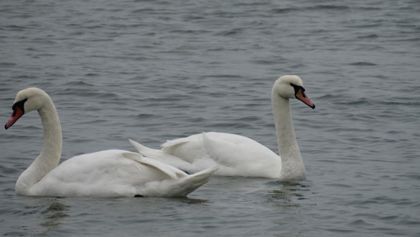 Poze Imagini Desktop: Poze Lebede pe apa