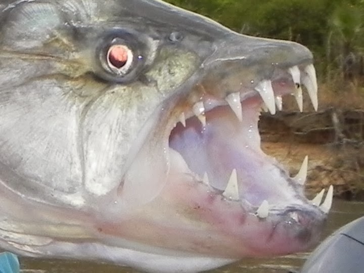 Mondo Pesca News: SUD AFRICA: tigerfish salta fuori dall'acqua e mangia ...