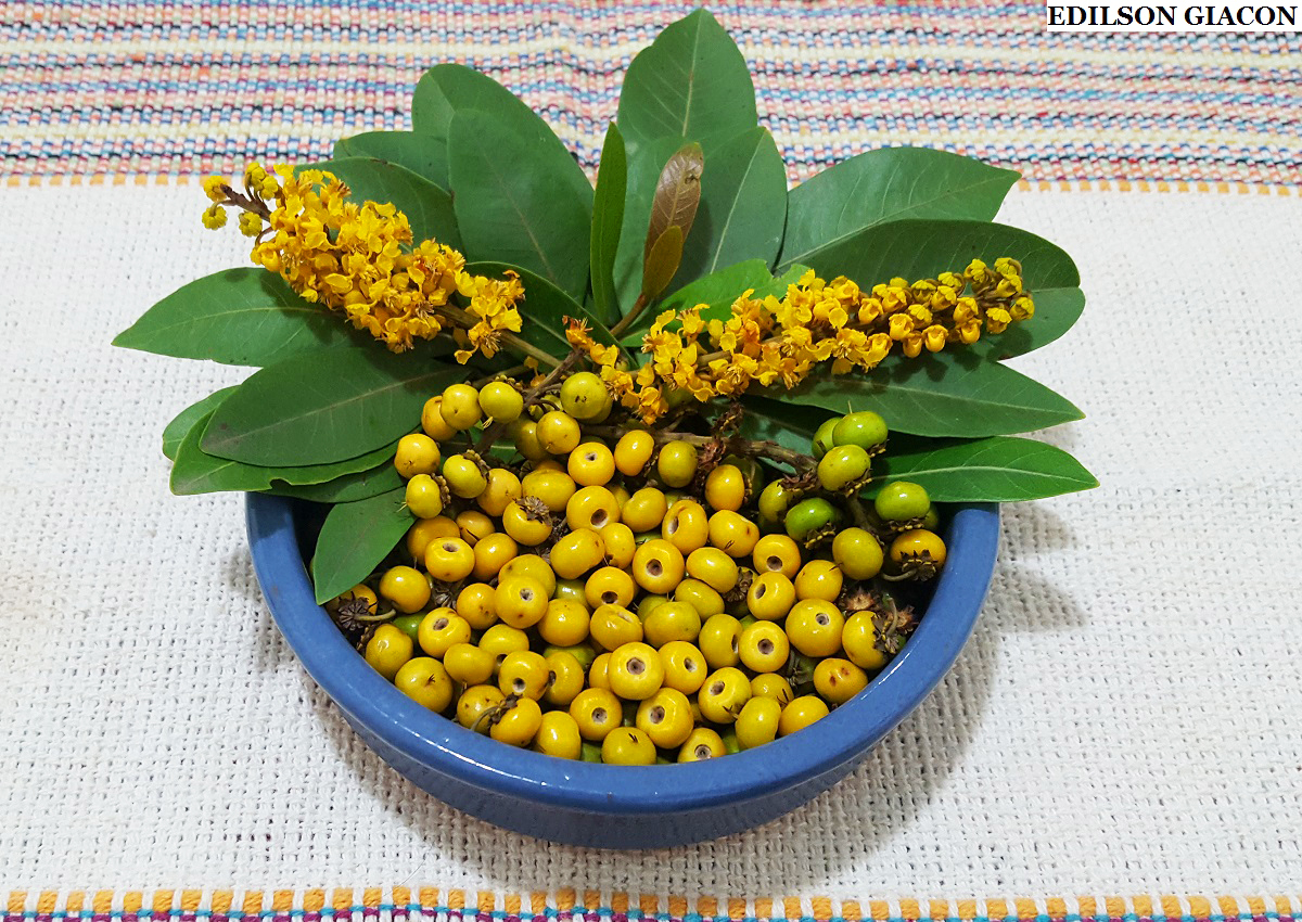 Viveiro Ciprest - Plantas Nativas e Exóticas: Murici do Campo ...