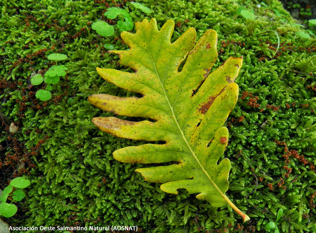 Asociación Oeste Salmantino Natural (AOSNAT): El rebollo o roble melojo ...