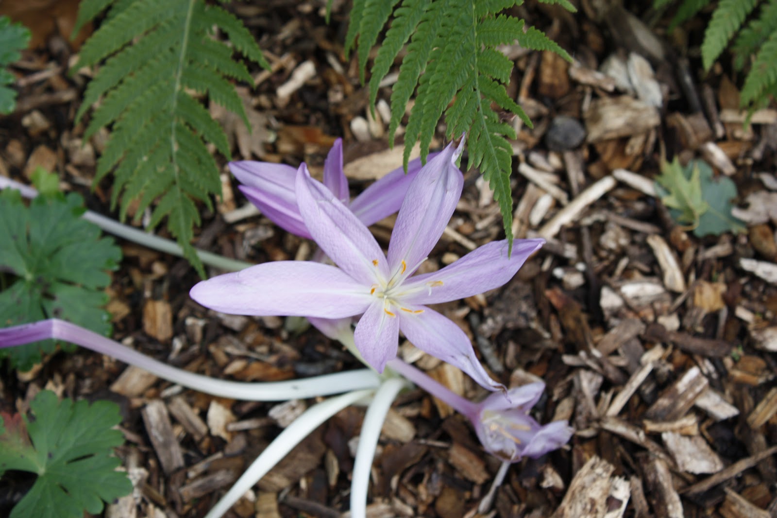 Koopman's Botanica: Colchicum autumnale – Herfsttijloos