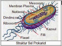 amindwicahyanti: SEL