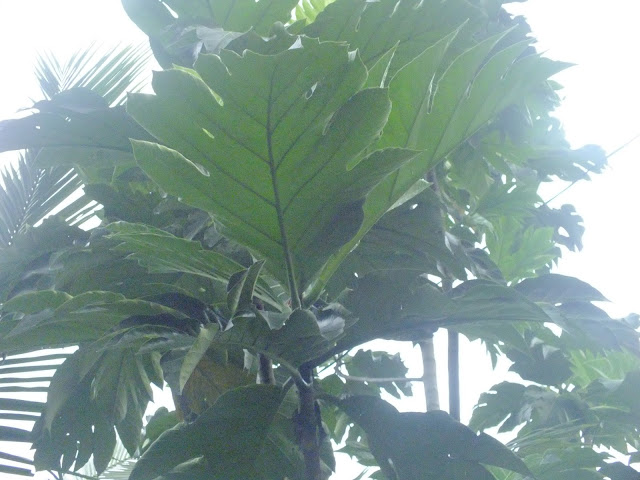 Photography with Dr. Ernie.: A native tree with wide leaves, the ...