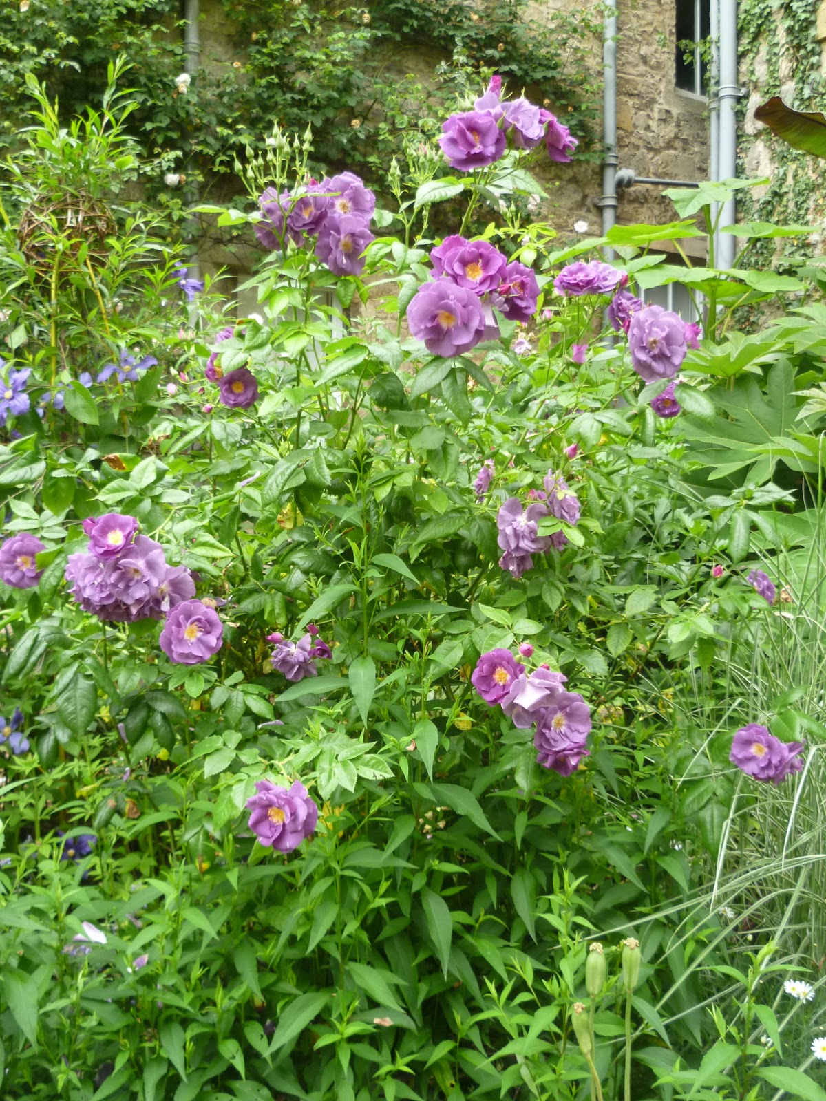 Worcester College Gardeners 2009-2018: Rose 'Rhapsody In Blue'