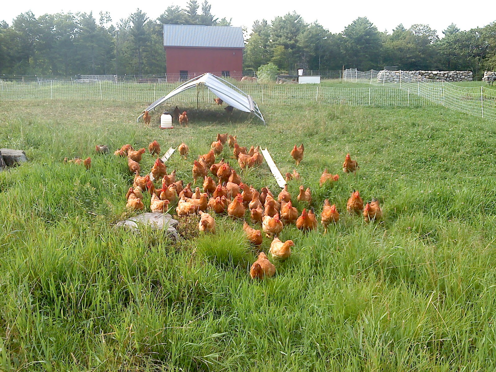 Foster Farm: How we Raise Chickens on Foster Farm