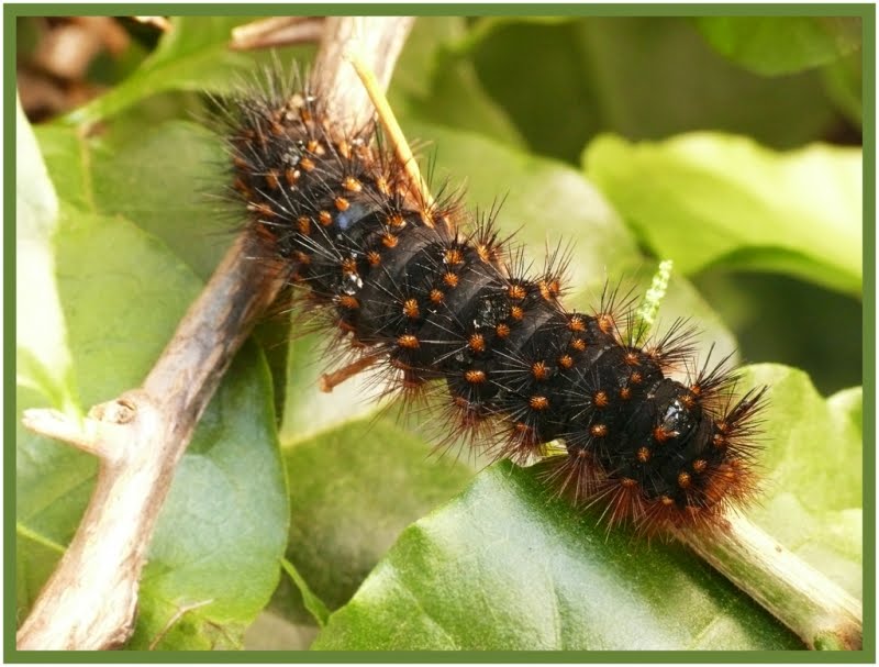 CULTIVO DE AUYAMA: PLAGAS