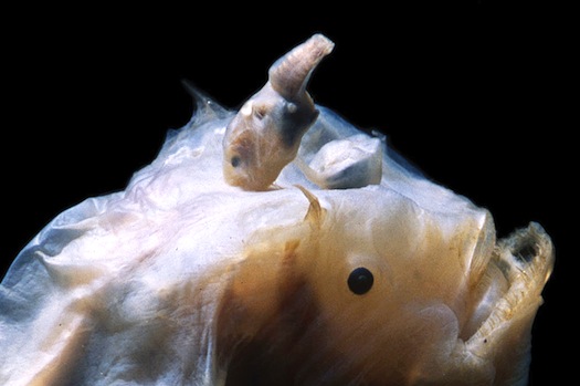 KUMPULAN PENGETAHUAN dan MISTERI DUNIA: PERKAWINAN UNIK IKAN ANGLER ...