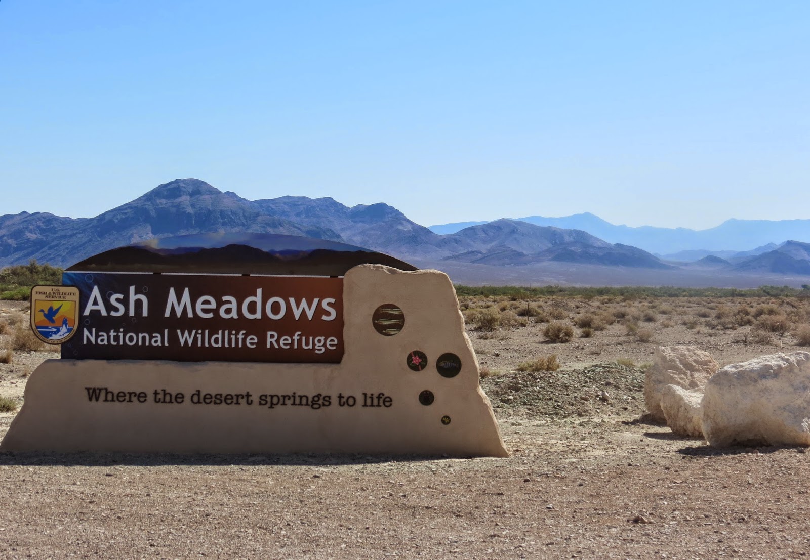 Where's Liz? 2014: Ash Meadows National Wildlife Refuge, NV