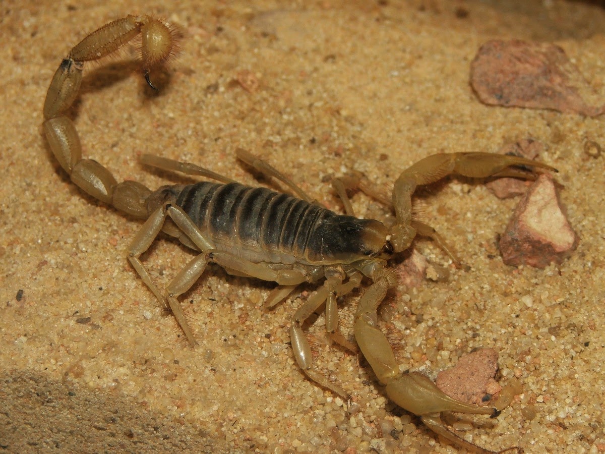 margvelashvili marekh : მორიელი