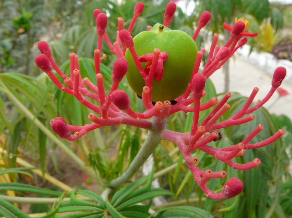 Tatsimo: Jatropha mahafalensis et autres jatropha du Grand Sud