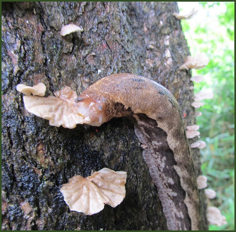 Darumapedia - NEWS: MINGEI - namekuji slug yokai monster