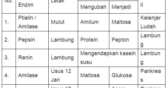 Jenis-jenis Enzim - Informasi Guru Kelas