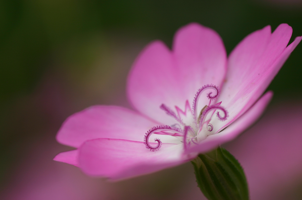 School Of Digital Photography: Flower Photography Tips – How to ...
