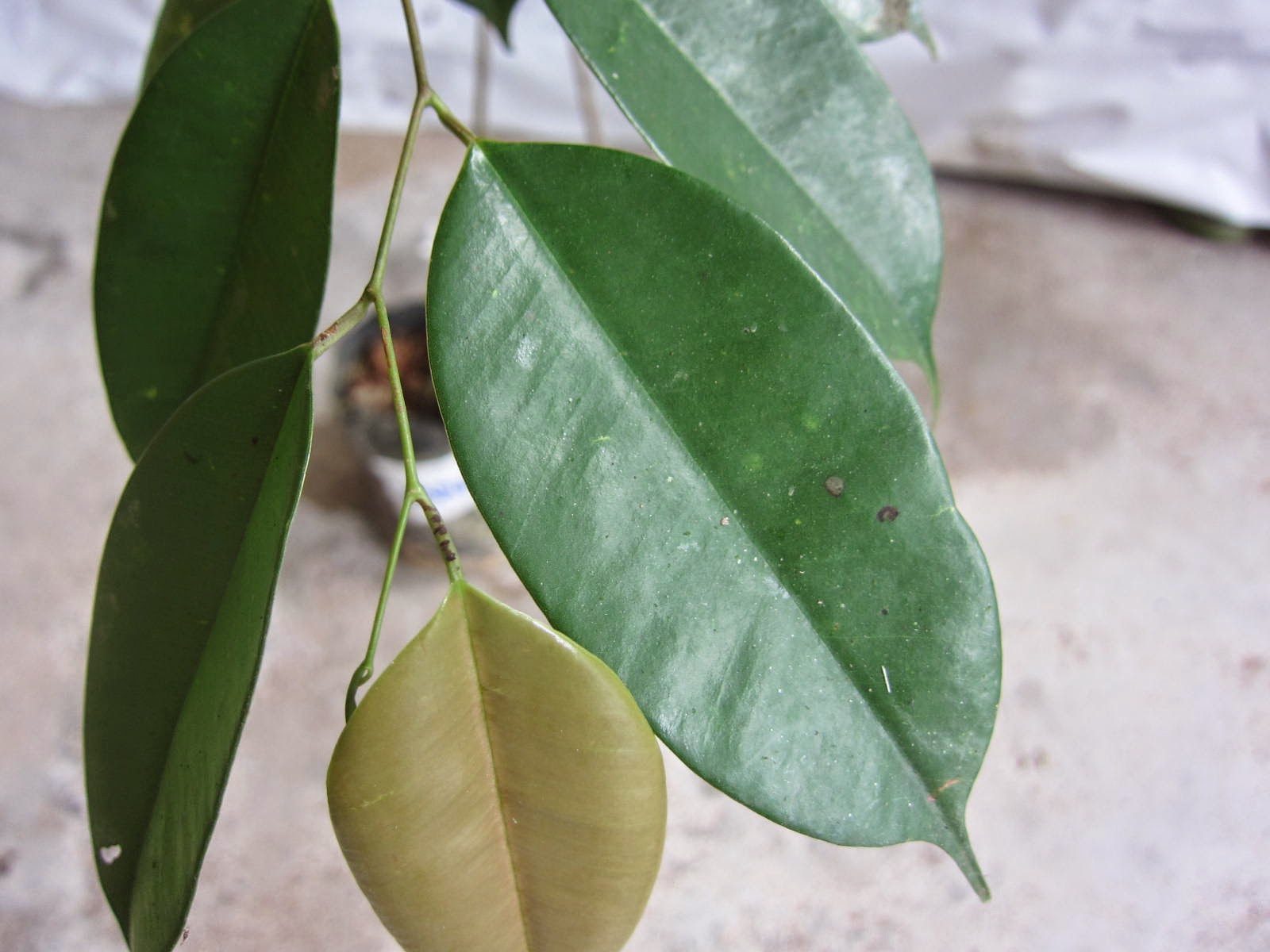 Dari Hutan ke Bandar...: BENIH POKOK KAPUR (Dryobalanops aromatica)