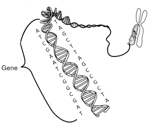 PIBID - Biologia - UFS: 3º Ano